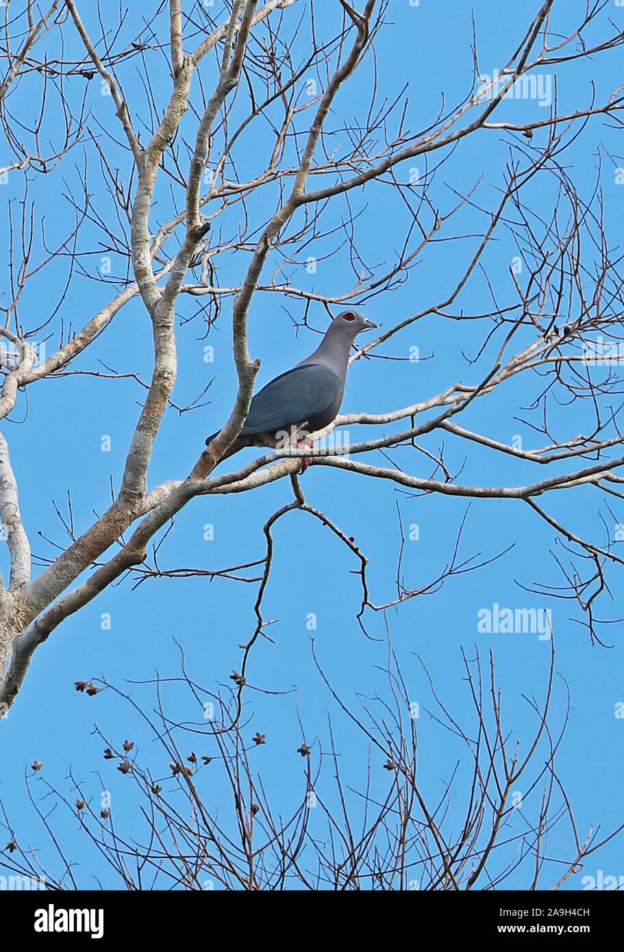 Pinon's Imperial-pigeon (Ducula pinon pinon) adult perched in bare tree ...