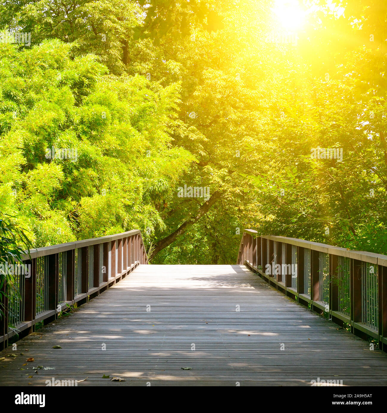Old wooden bridge in forest Stock Photo - Alamy