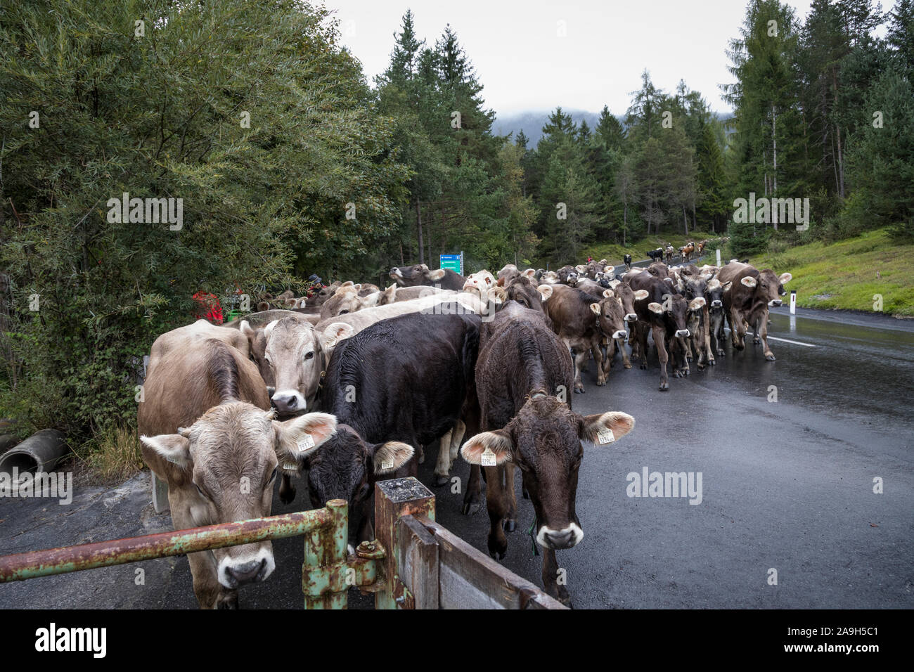 The Alpine practice of Transhumance, where the seasonal droving of ...