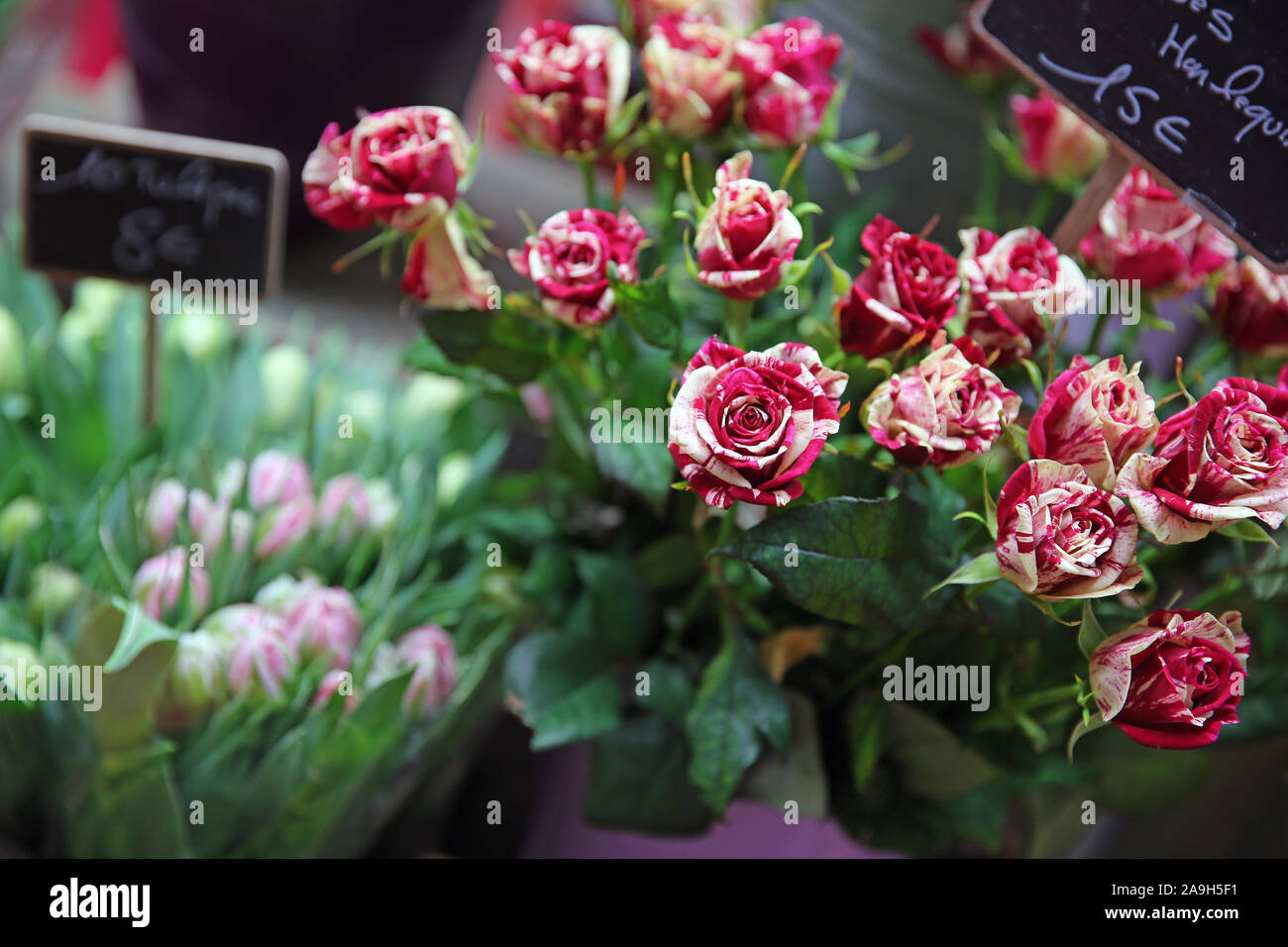Mixed colour roses hi-res stock photography and images - Alamy