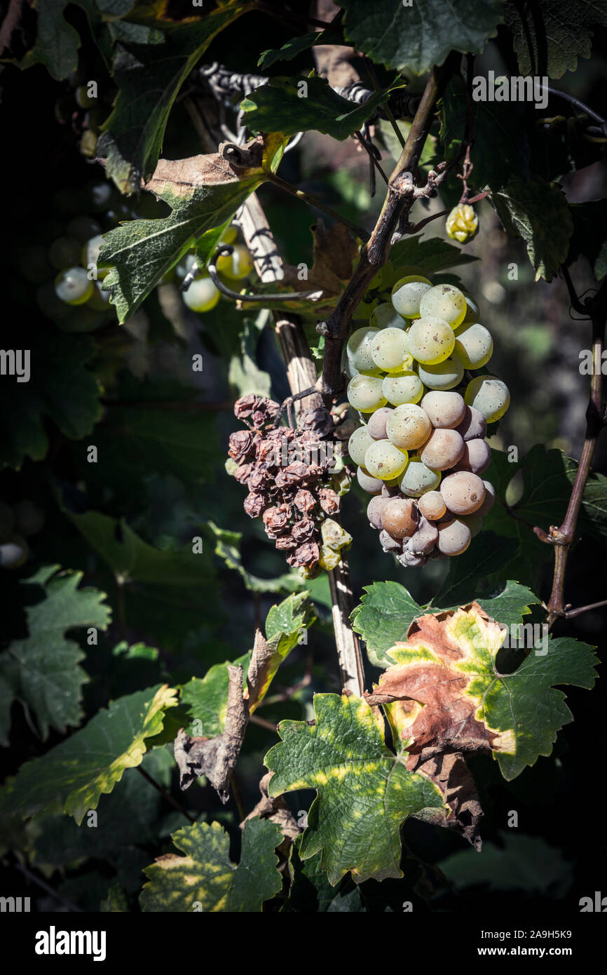 Vine with a bunch or shrivelled grapes next to a bunch of ripe grapes ...