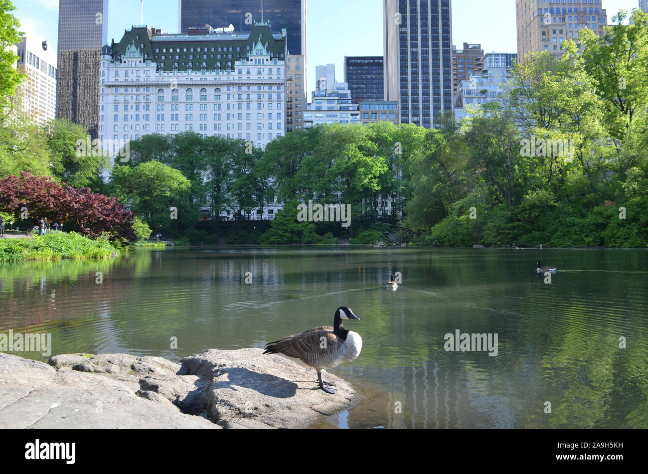 New york park avenue spring hi-res stock photography and images - Alamy