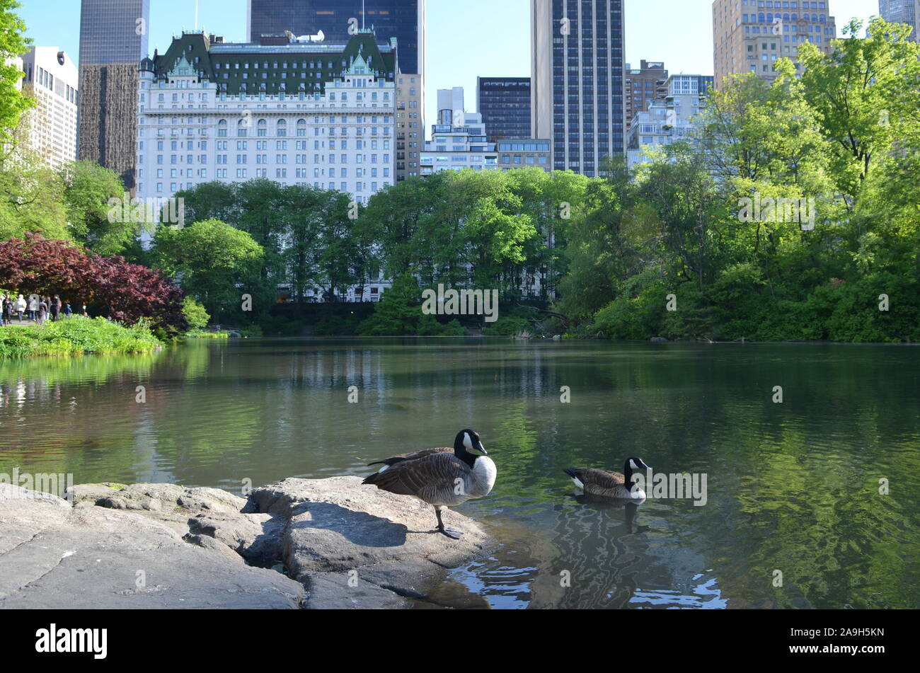 Central Park in the spring, New York City Stock Photo - Alamy