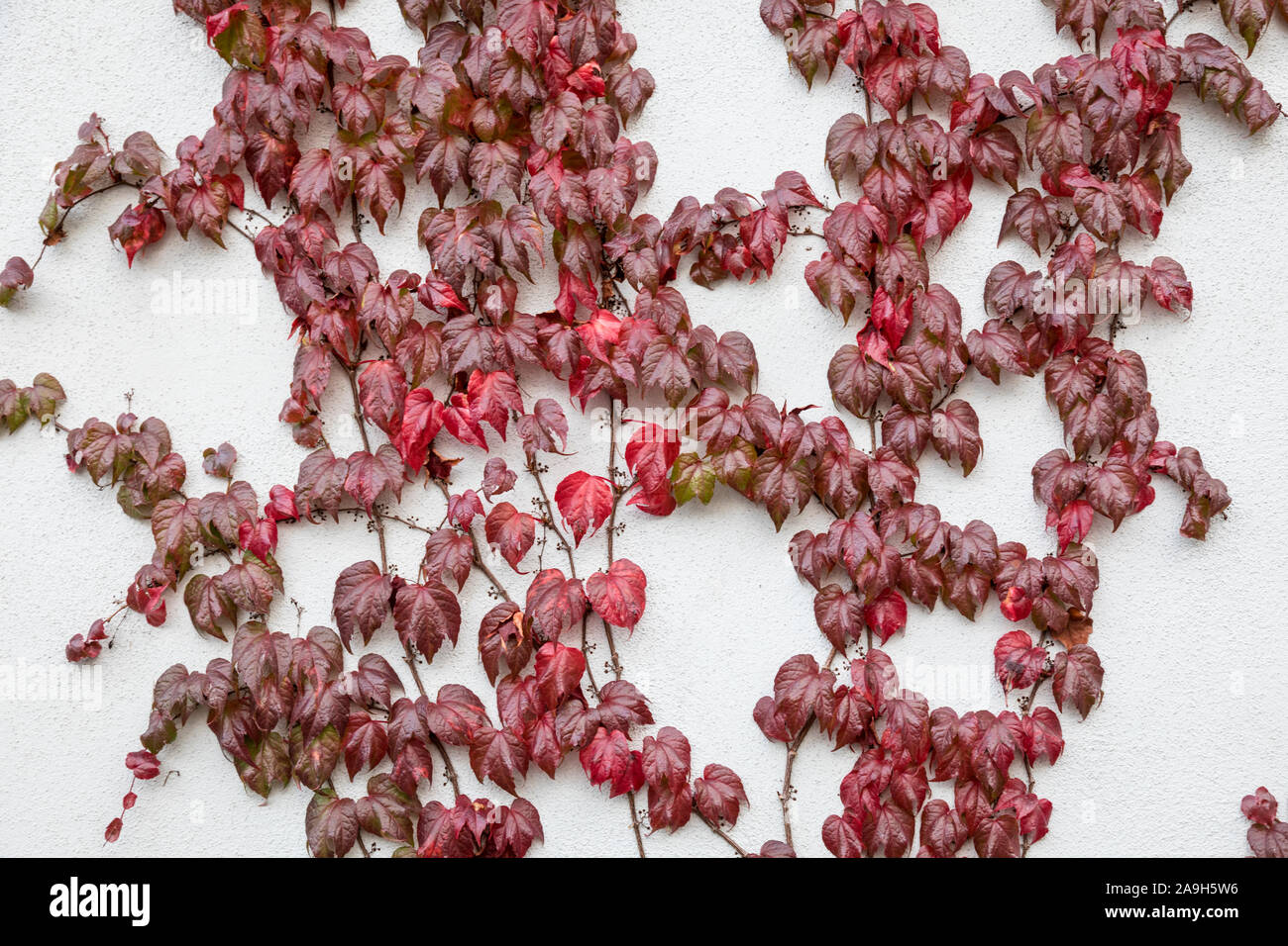 Red leaved Virginia Creeper forms a colourful design as it grows up a ...