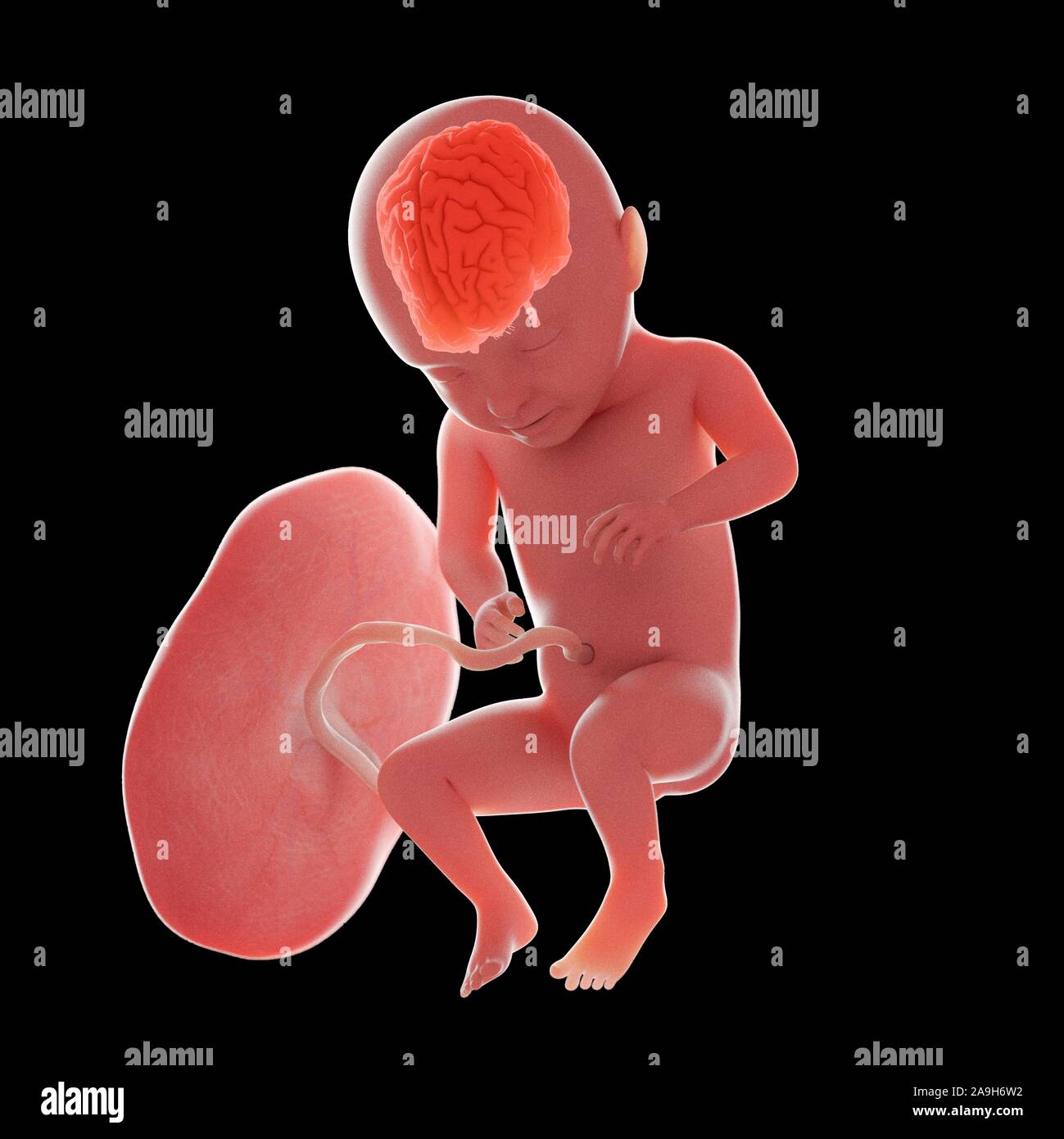 Fetal brain, illustration Stock Photo - Alamy