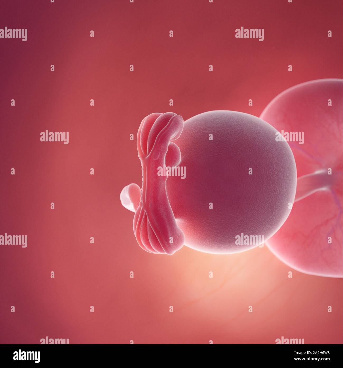 Fetus at week 5, illustration Stock Photo - Alamy