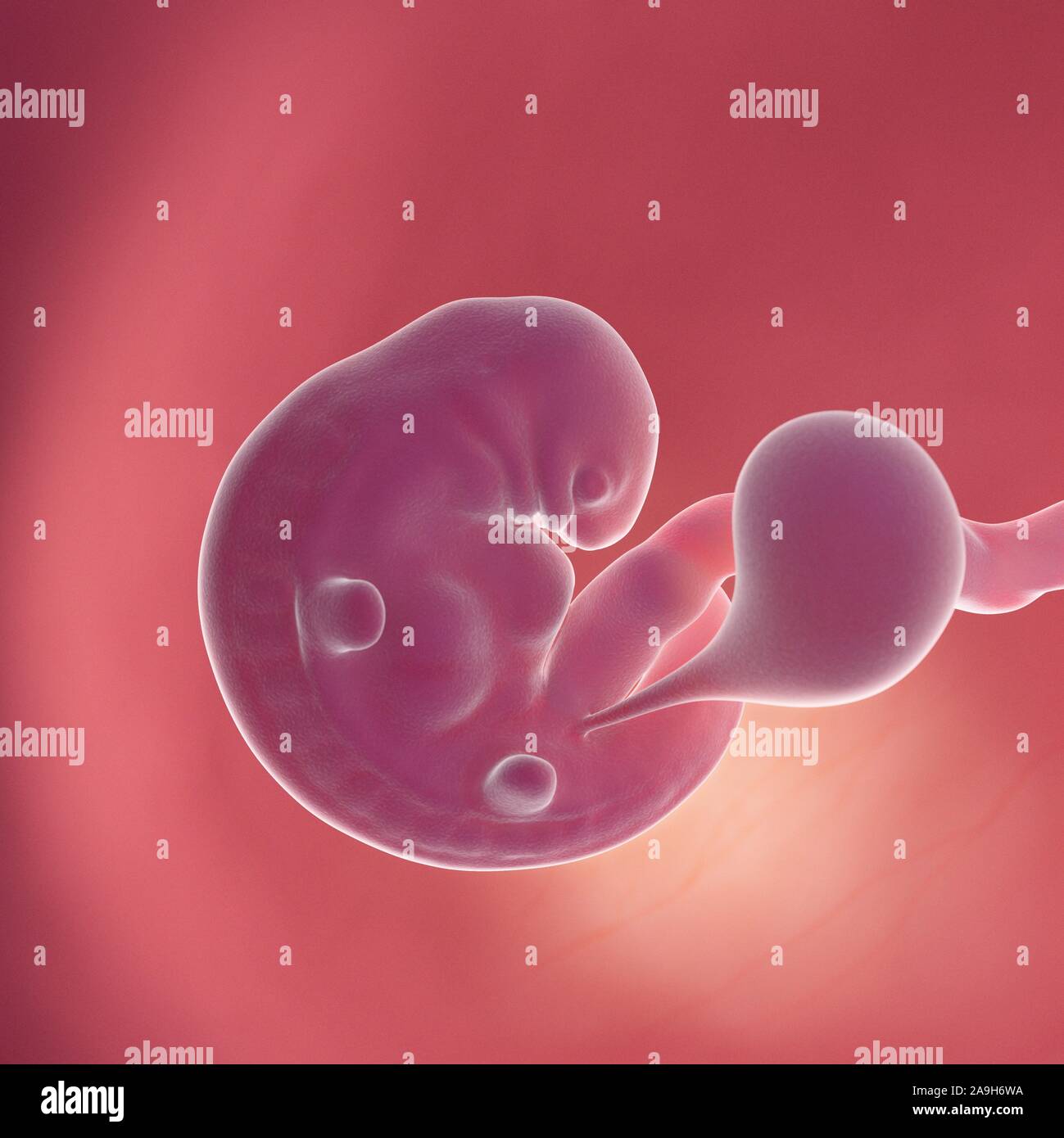 6 week fetus hi-res stock photography and images - Alamy