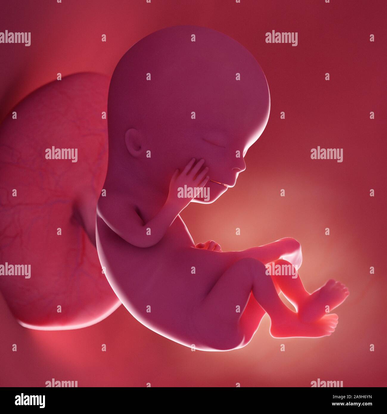 Fetus at week 12, illustration Stock Photo - Alamy