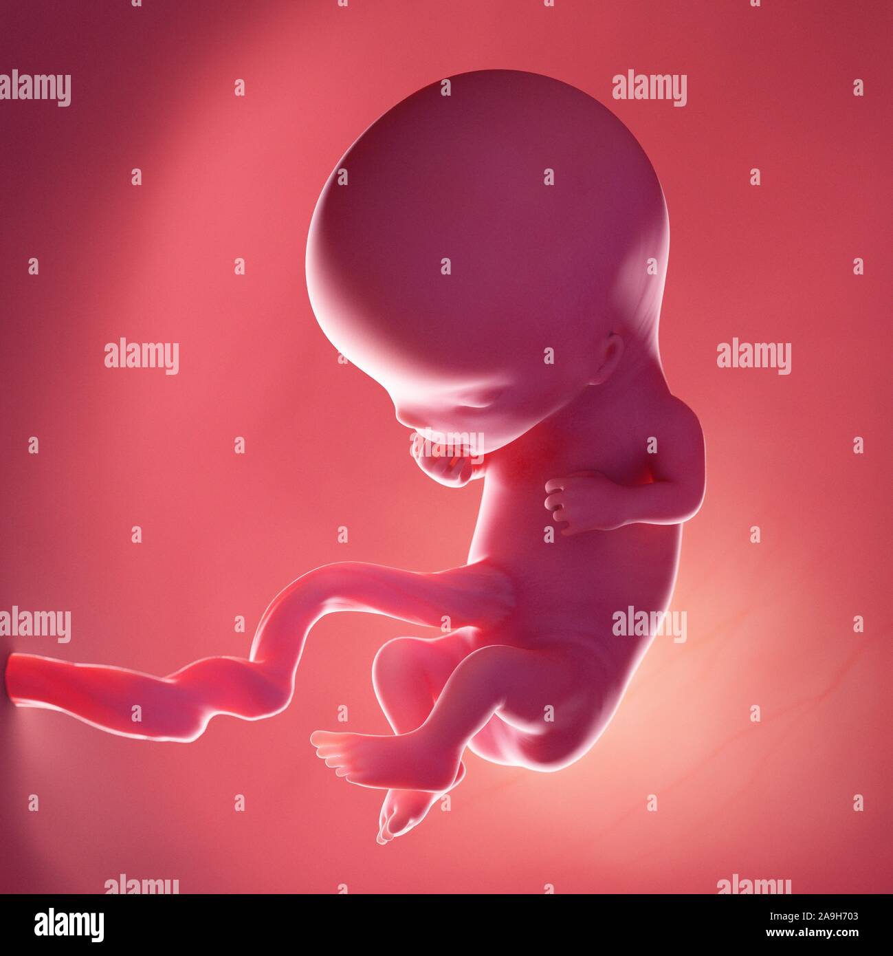 11 week fetus hi-res stock photography and images - Alamy