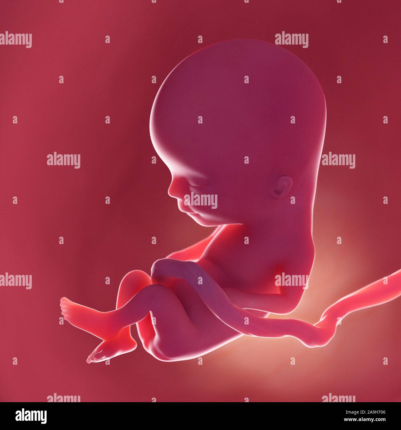 Fetus at week 13, illustration Stock Photo - Alamy