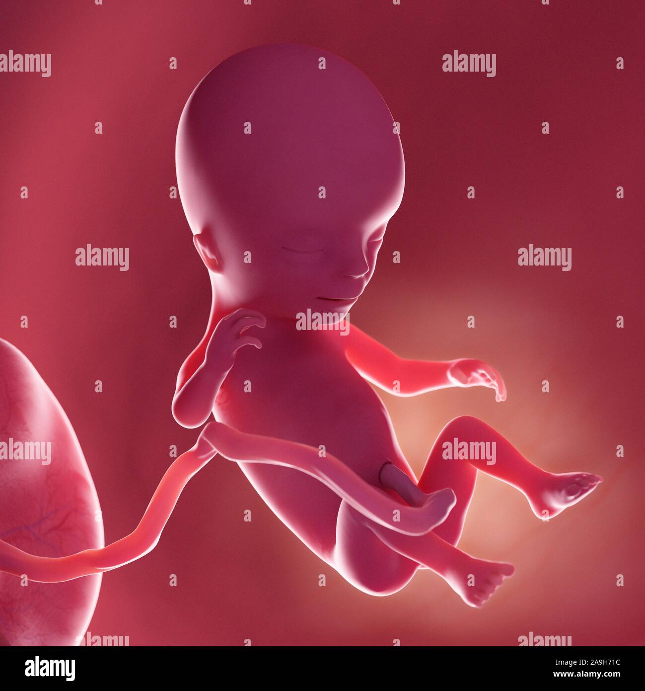 Fetus at week 14, illustration Stock Photo - Alamy