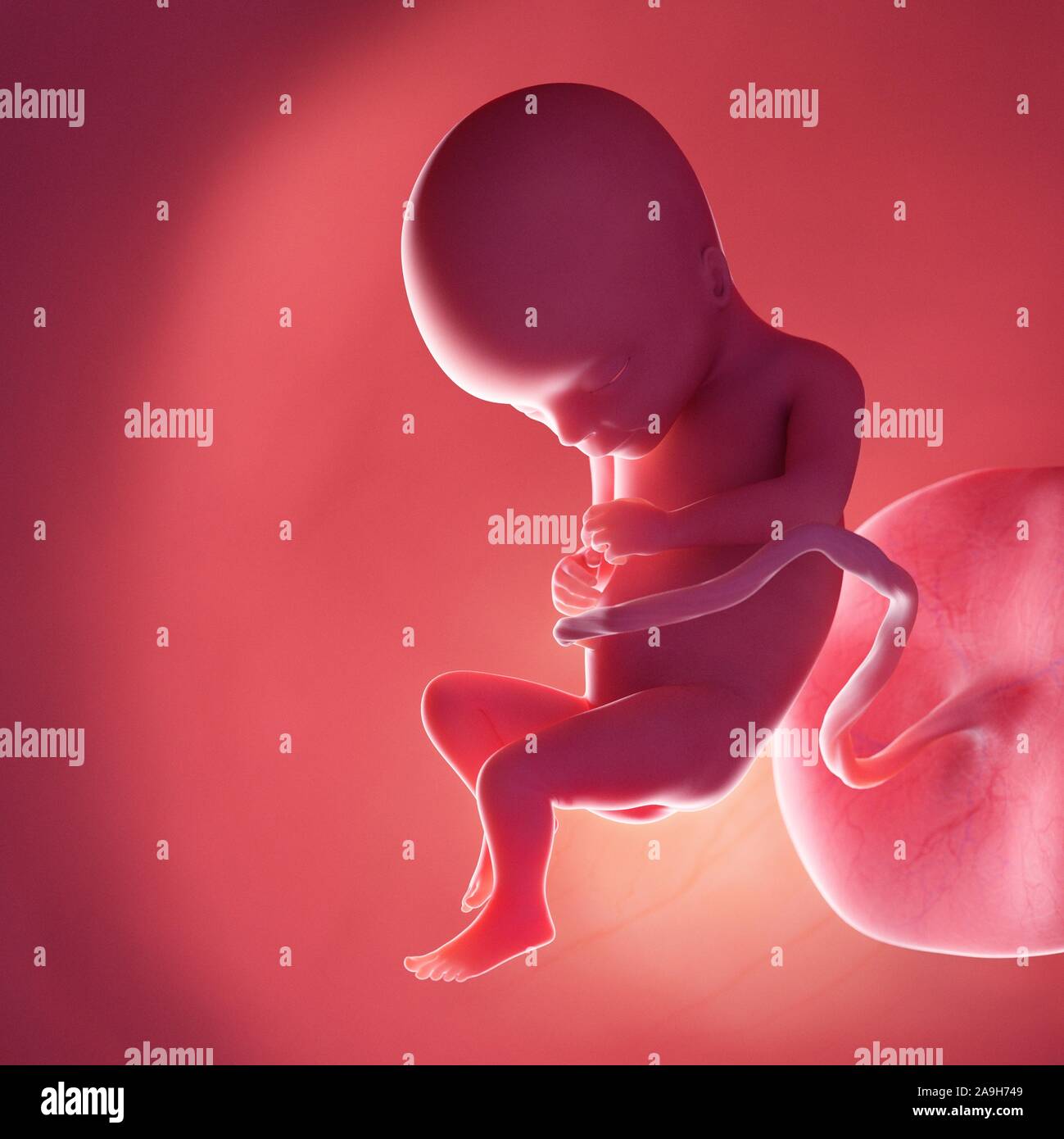 Pregnancy week 17 hi-res stock photography and images - Alamy