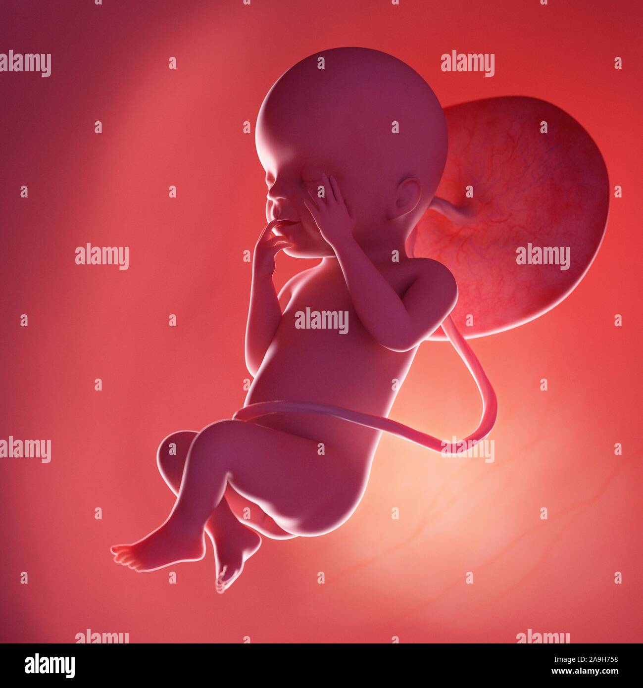 útero normal hi-res stock photography and images - Alamy