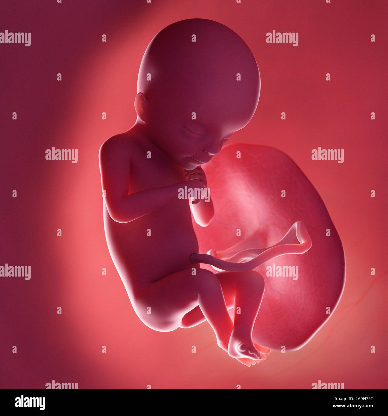 Pregnancy week 18 hi-res stock photography and images - Alamy