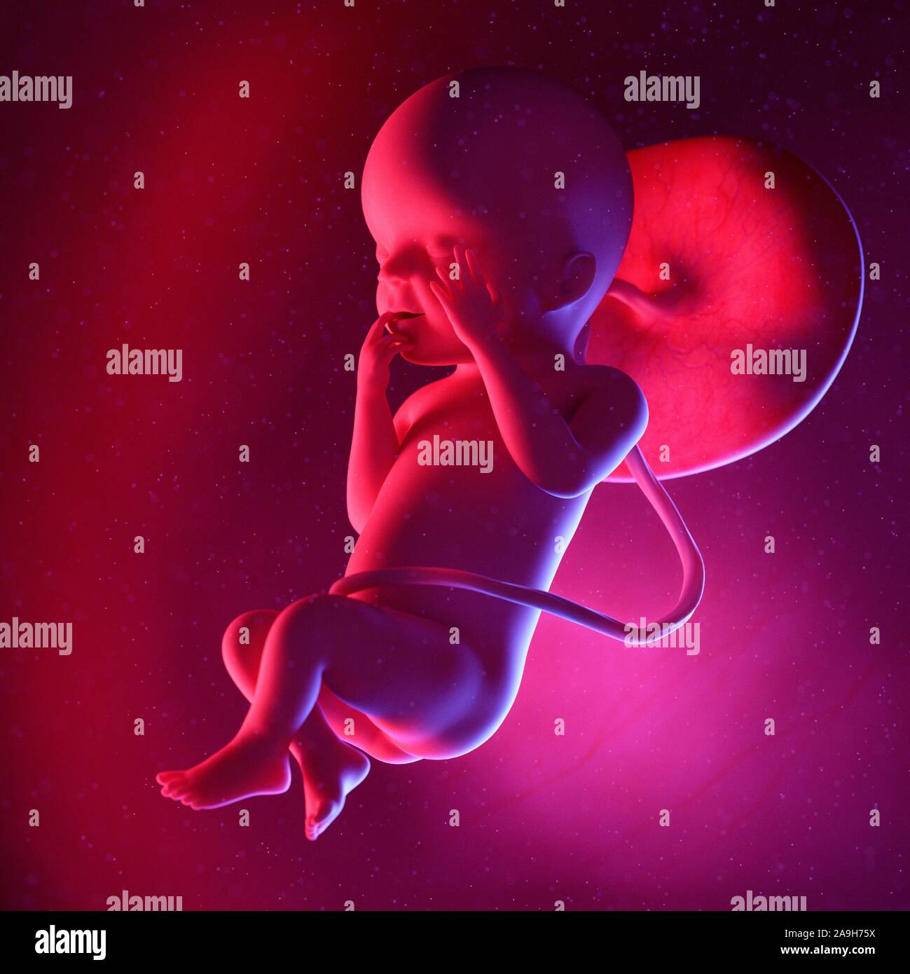 Week 23 in fetal development hi-res stock photography and images - Alamy
