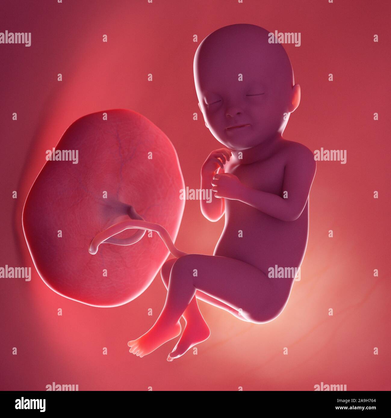 Fetus at week 33, illustration Stock Photo - Alamy