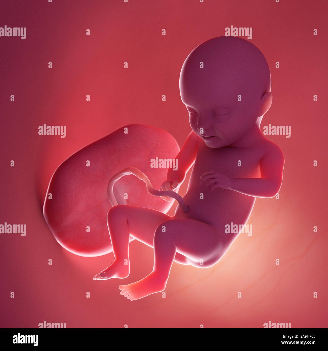 Fetal development week 31 hi-res stock photography and images - Alamy