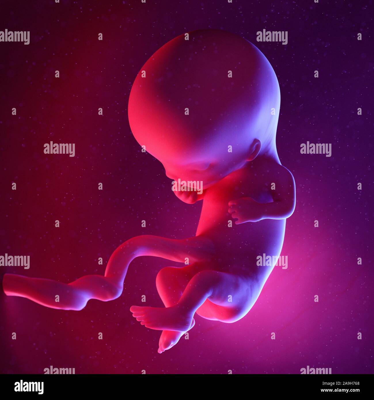Fetus placenta hi-res stock photography and images - Alamy