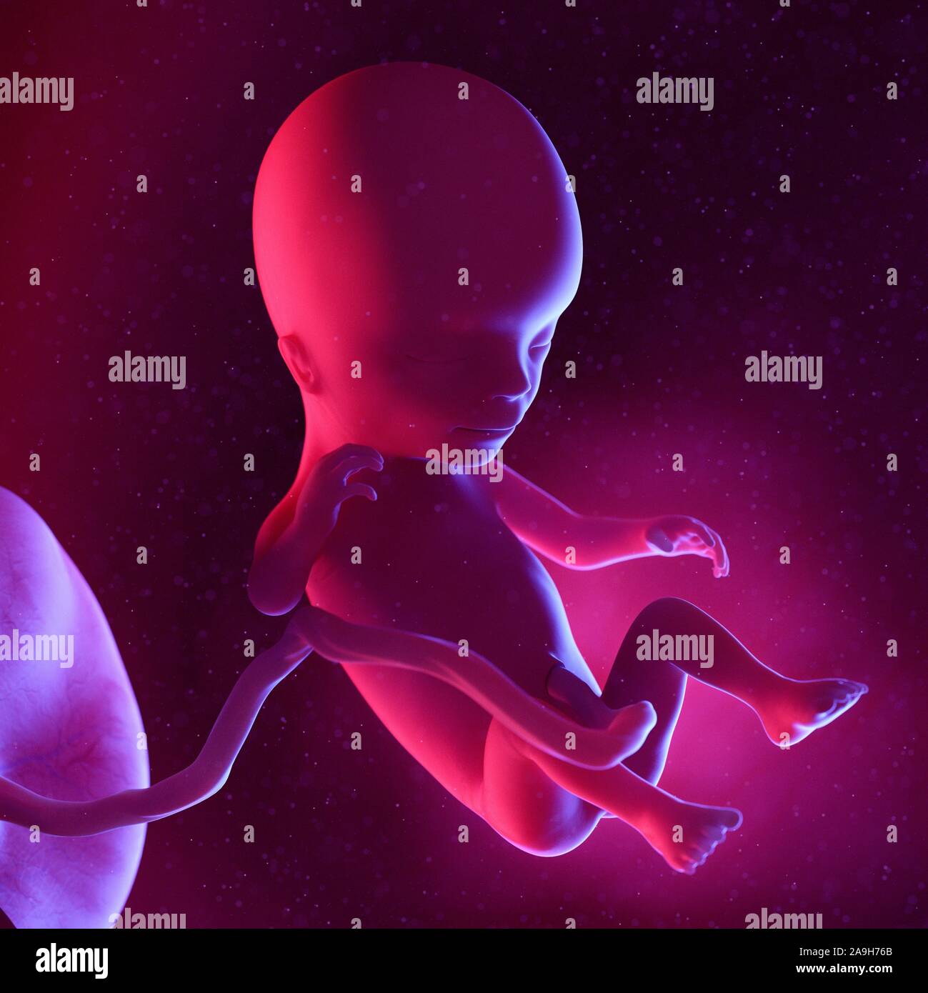14 week fetus hi-res stock photography and images - Alamy