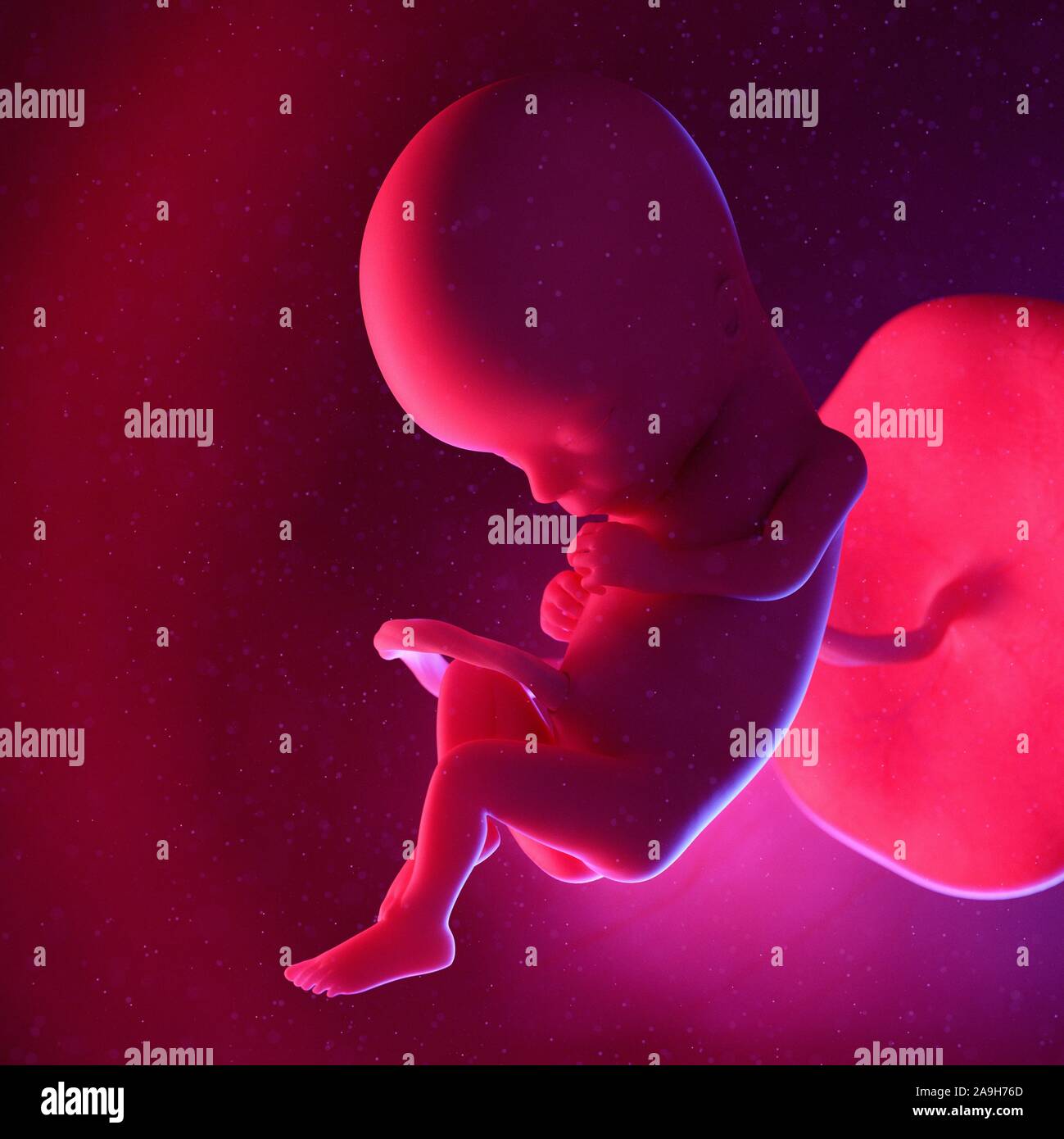 Fetus in utero fetal development hi-res stock photography and images ...