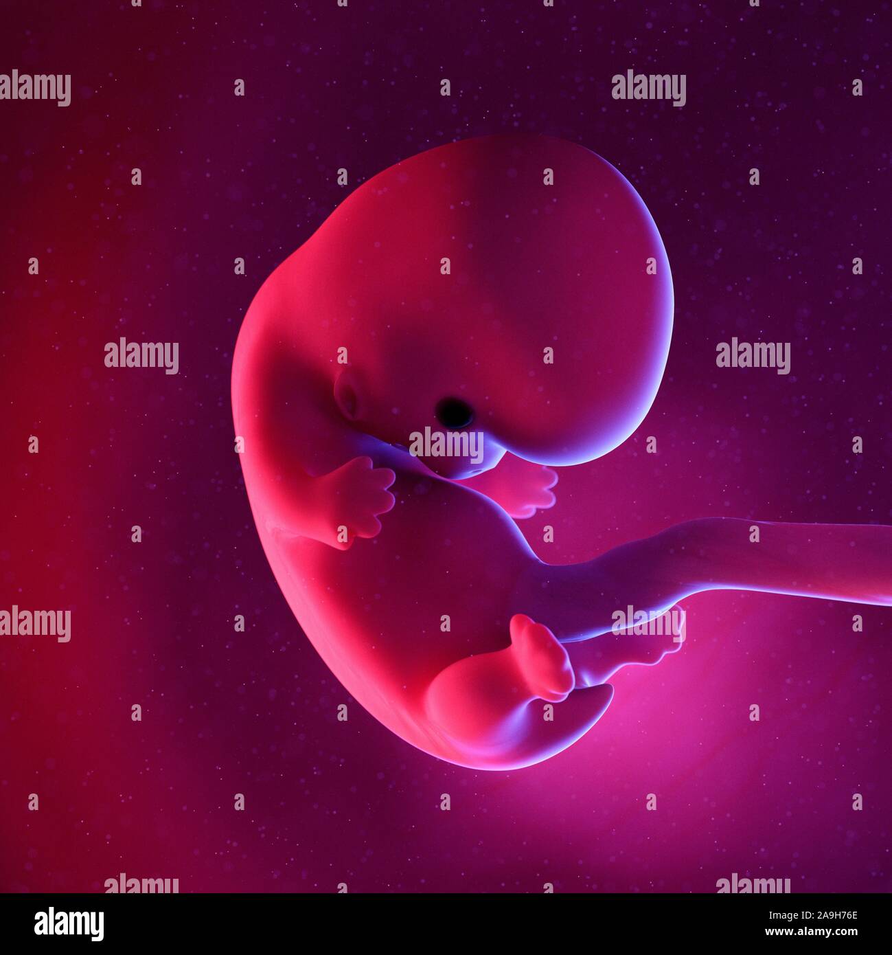 Fetus in utero fetal development hi-res stock photography and images ...