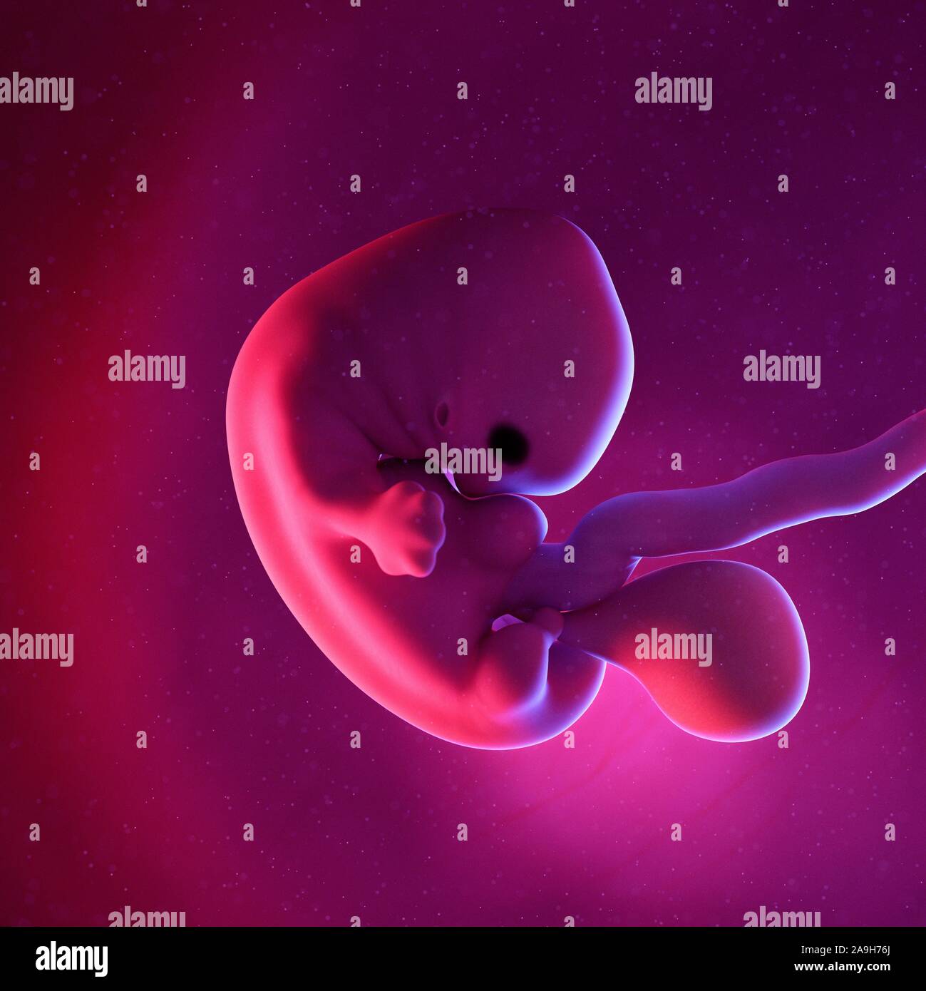 Fetus at week 7, illustration Stock Photo - Alamy