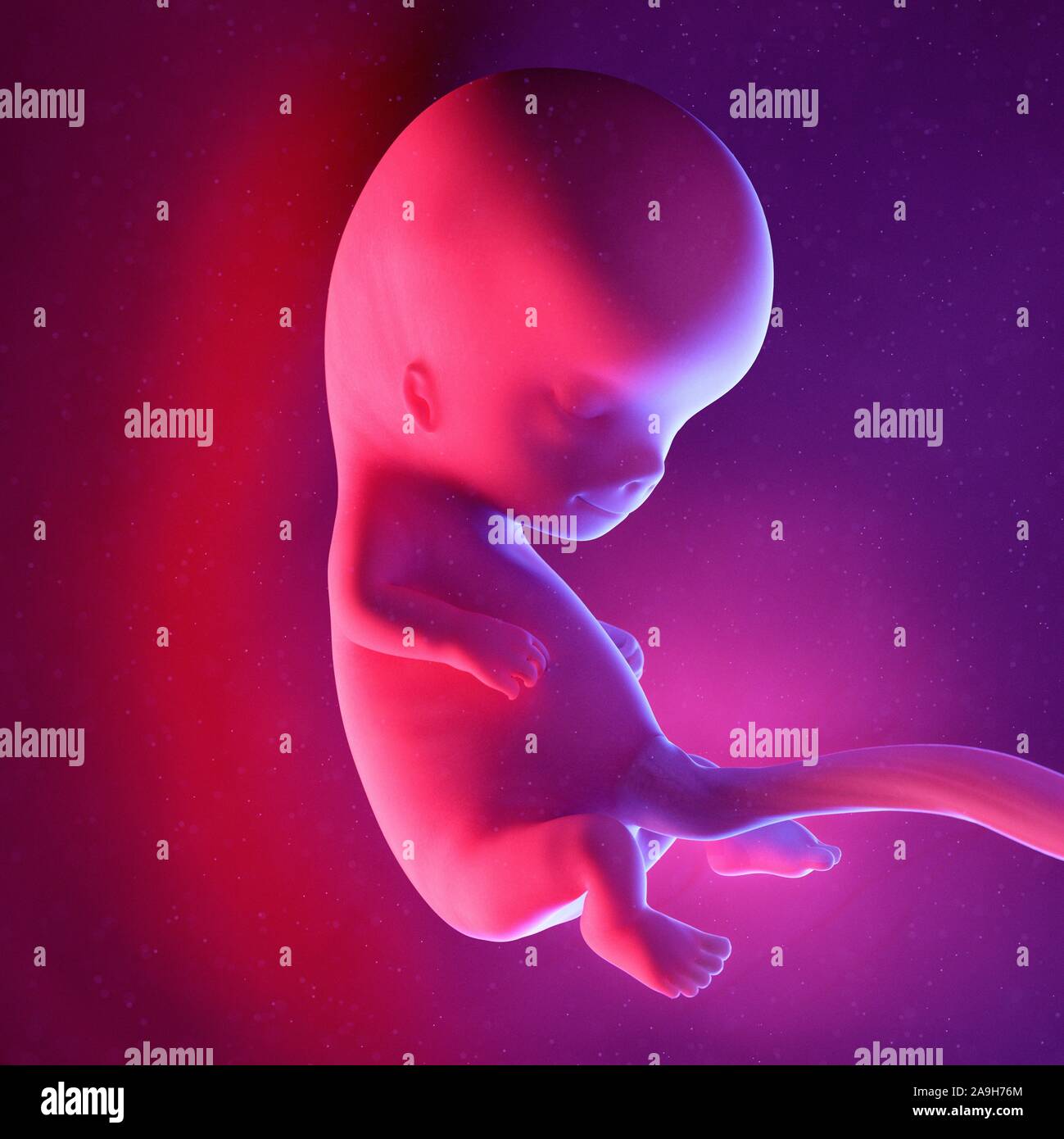 10 week embryo hi-res stock photography and images - Alamy