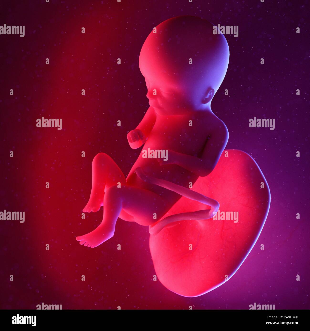 16 week fetus hi-res stock photography and images - Alamy