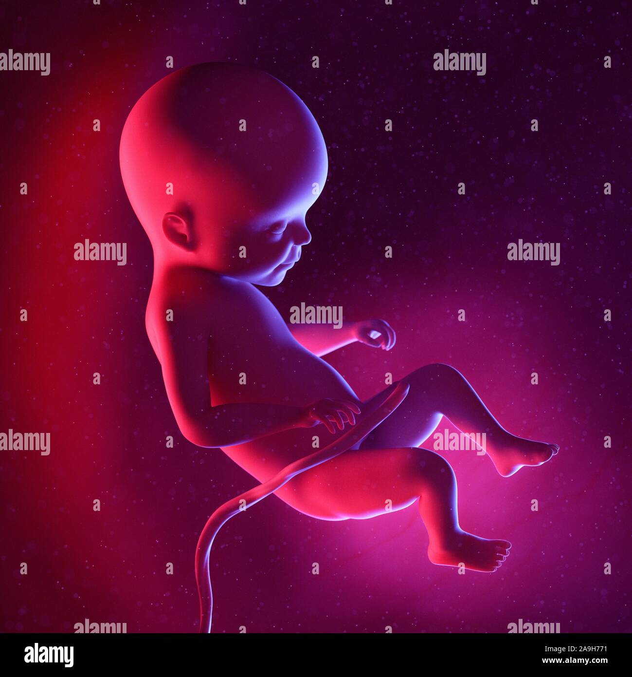 Fetus at week 22, illustration Stock Photo - Alamy