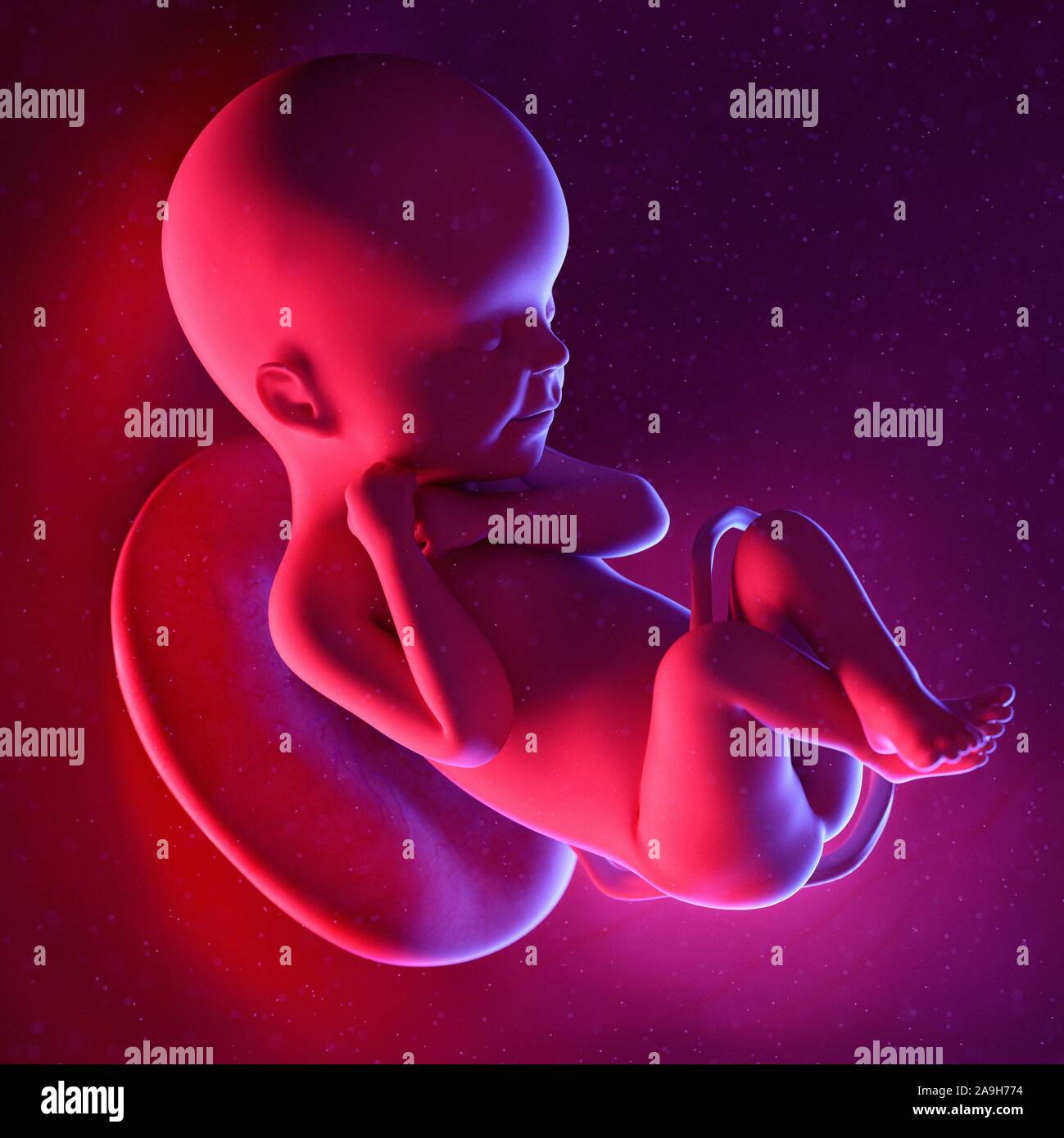 24 week fetus in utero hi-res stock photography and images - Alamy