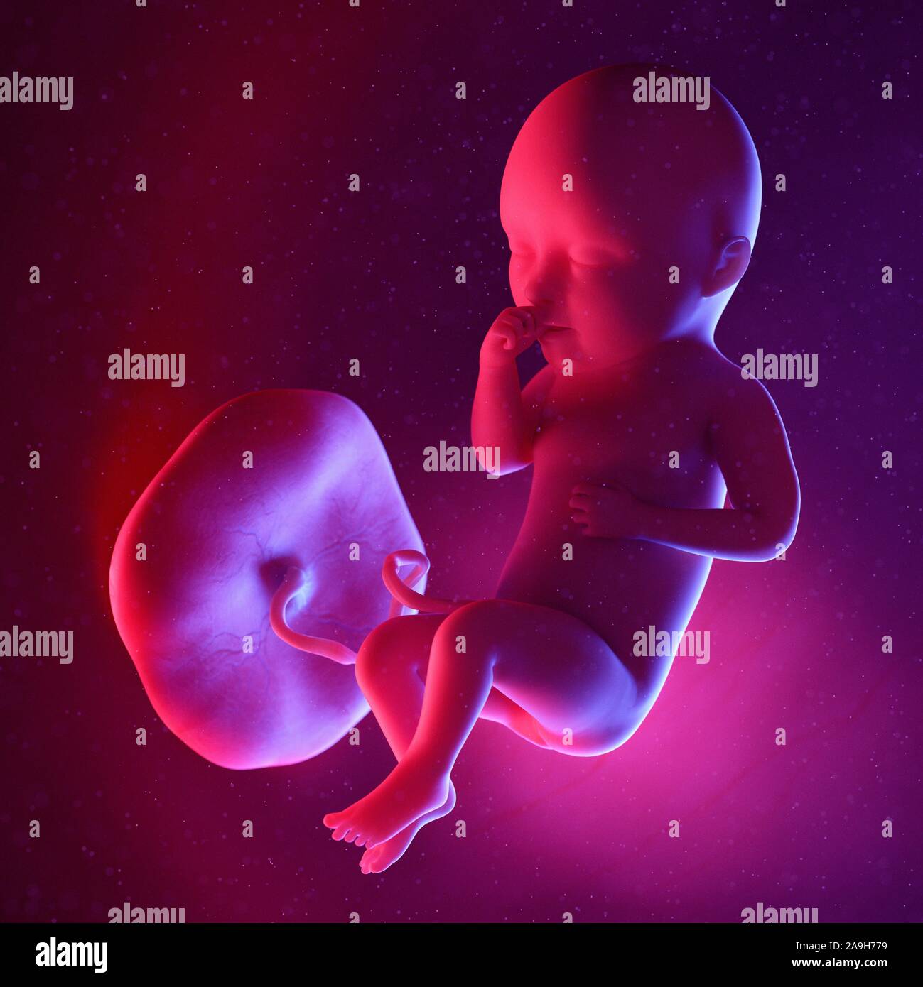 Fetus at week 34, illustration Stock Photo - Alamy