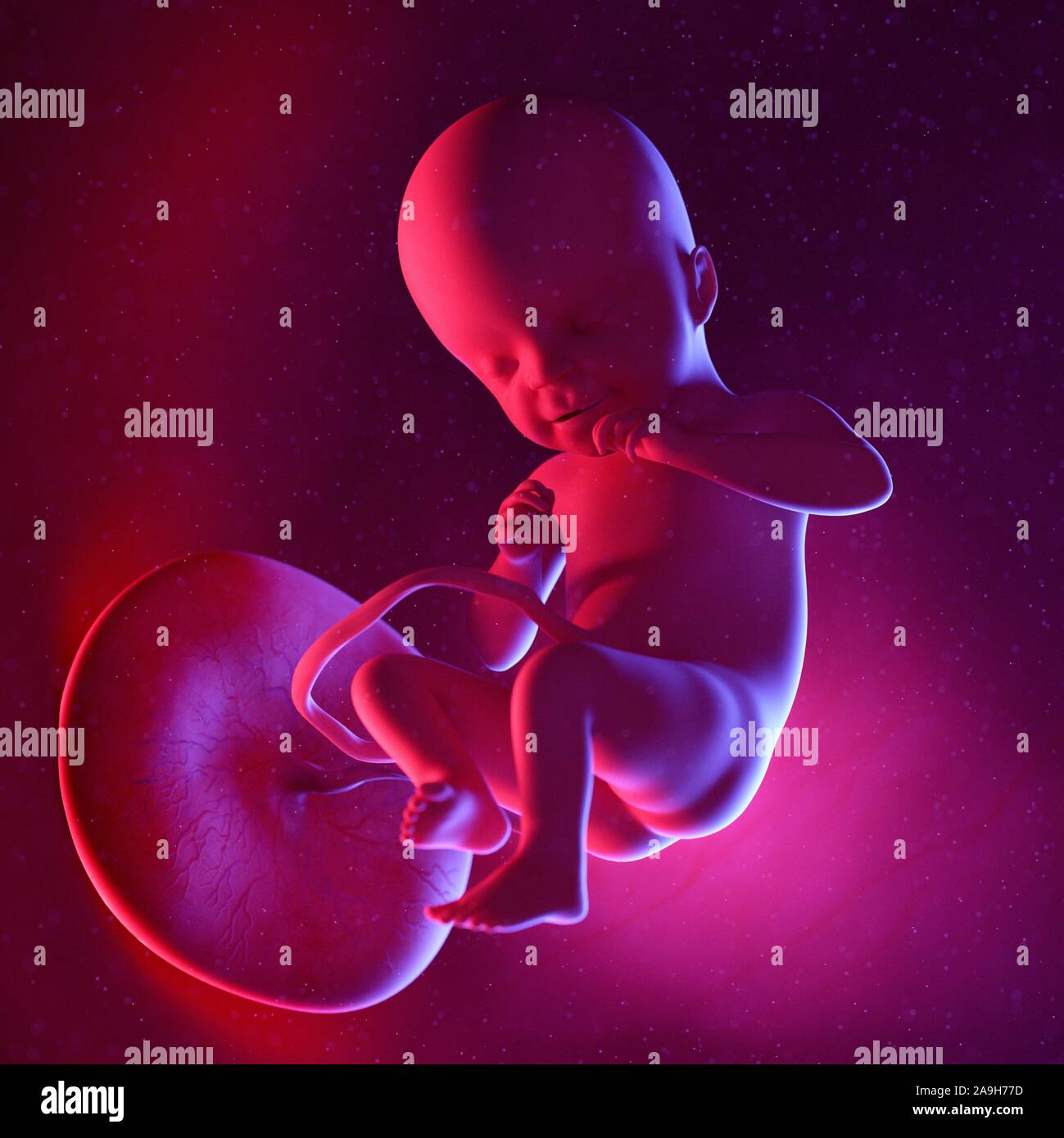 Fetus at week 21, illustration Stock Photo - Alamy