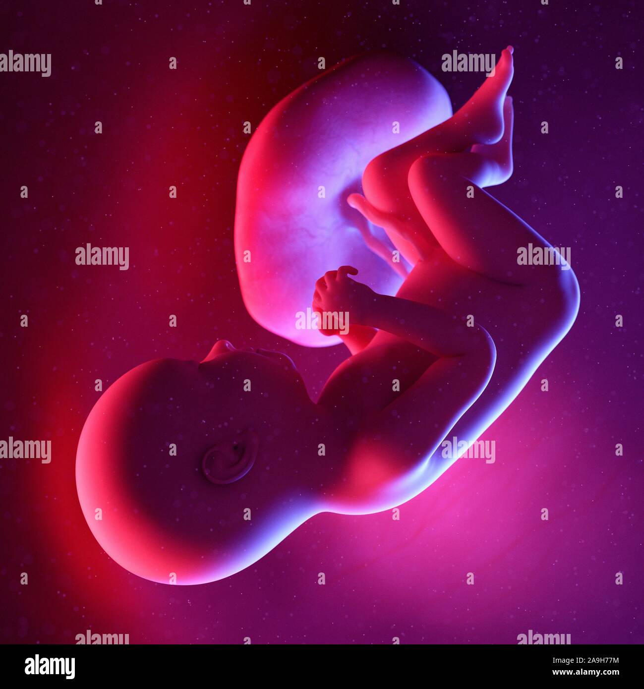 Week 37 Week Fetal Development High Resolution Stock Photography and ...