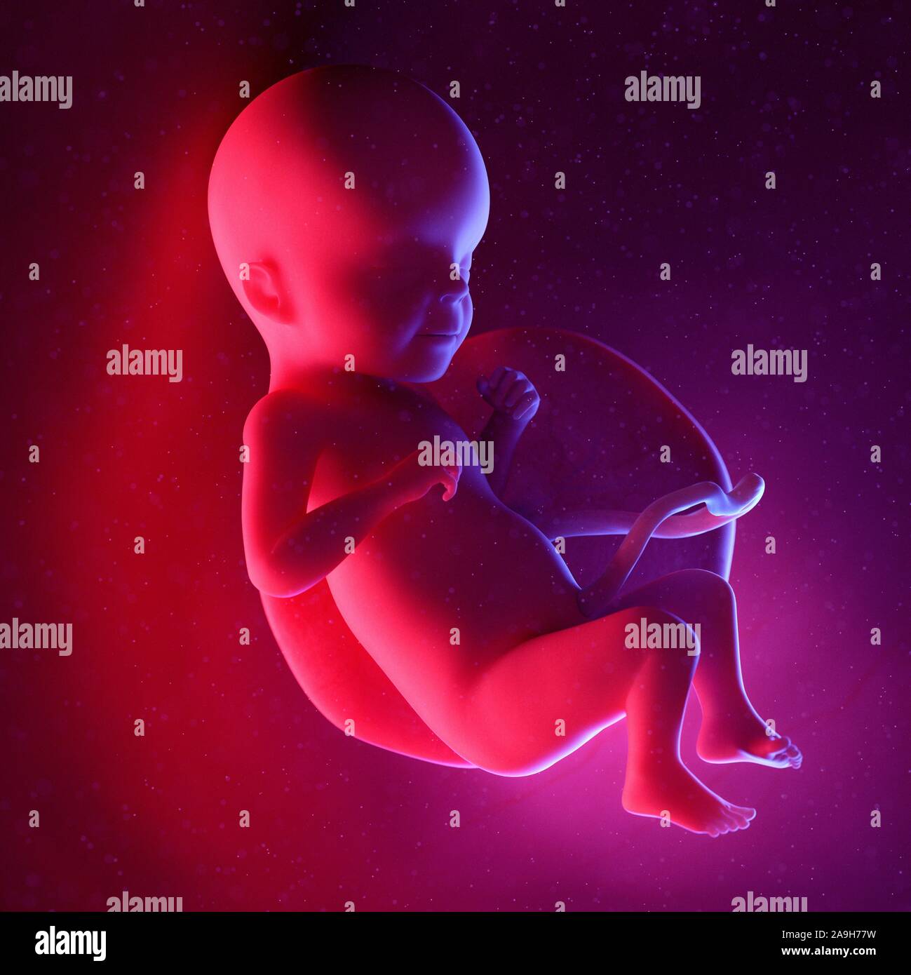 26 Weeks Fetal Development