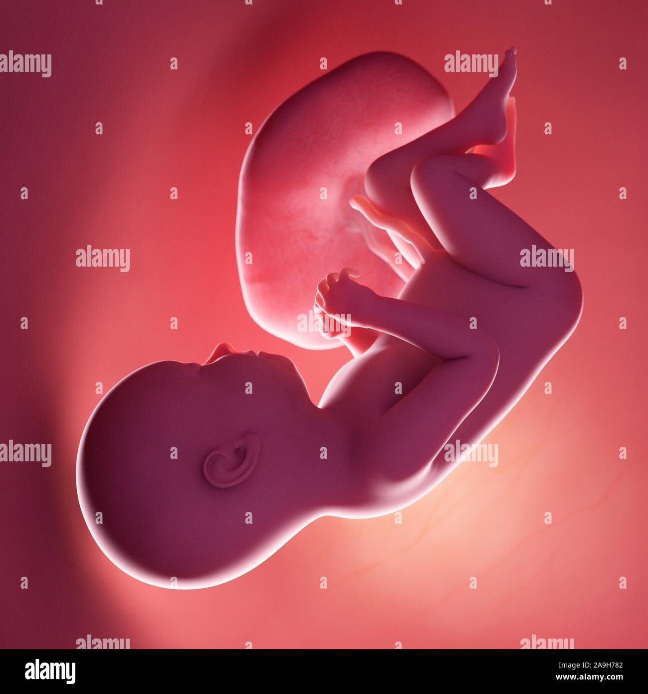 Fetus at week 37, illustration Stock Photo - Alamy
