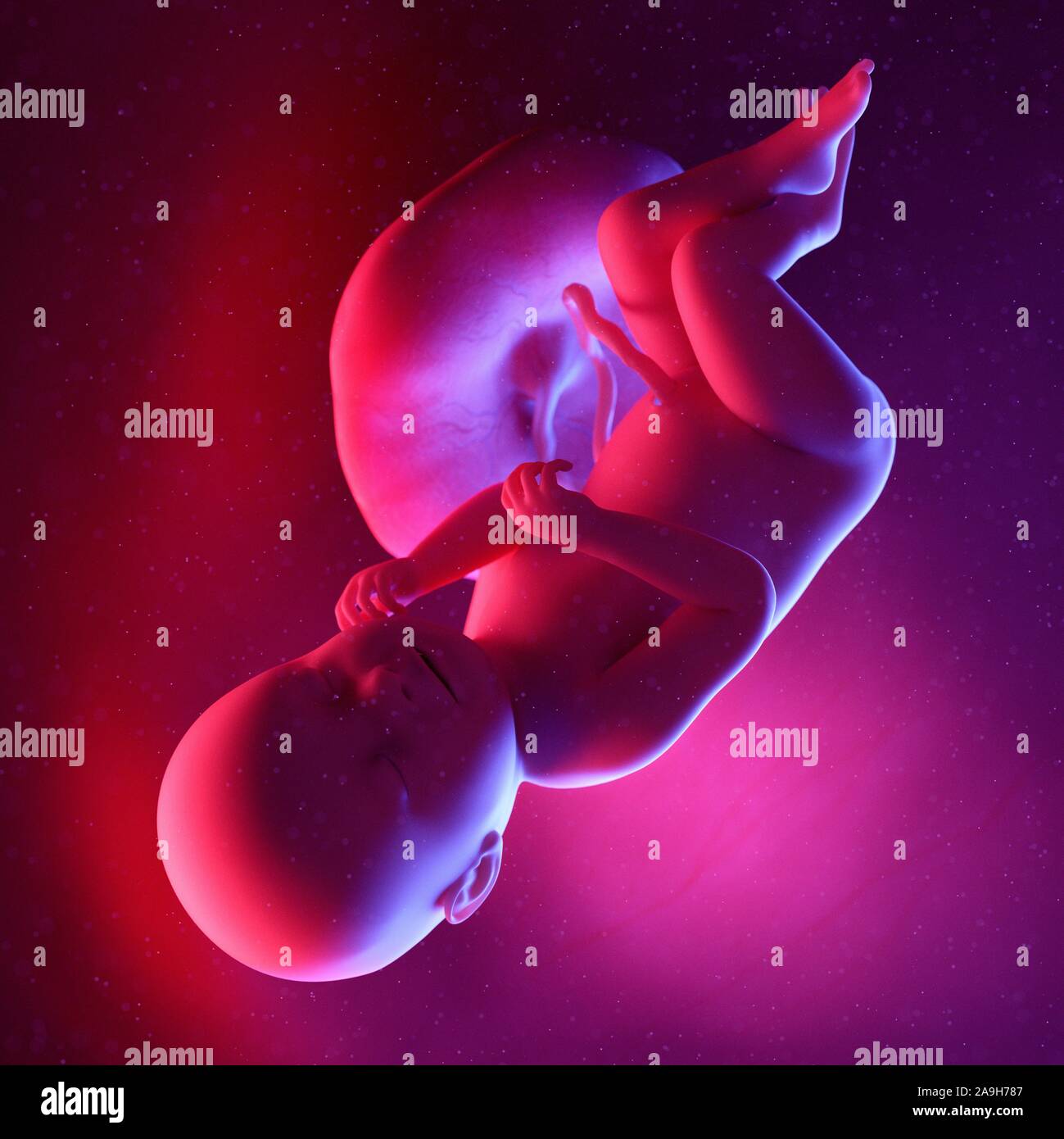 Fetus at week 38, illustration Stock Photo - Alamy