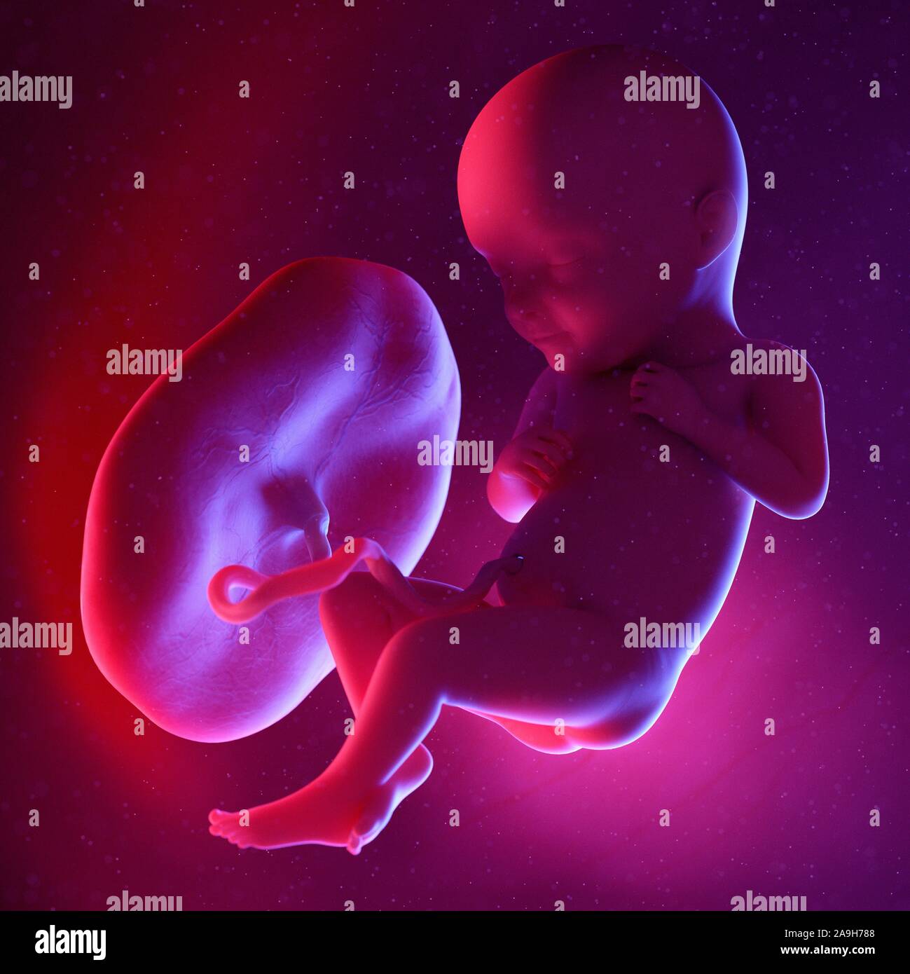 Fetus at week 32, illustration Stock Photo - Alamy