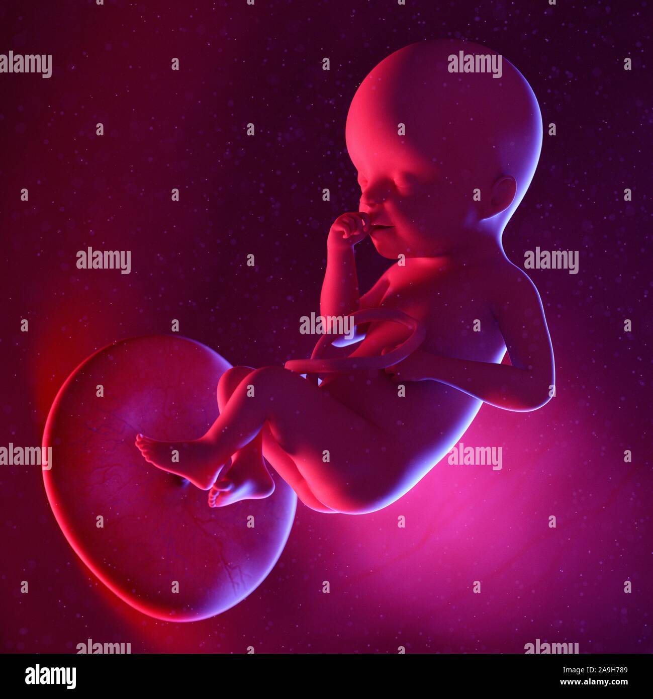 Fetus at week 25, illustration Stock Photo - Alamy