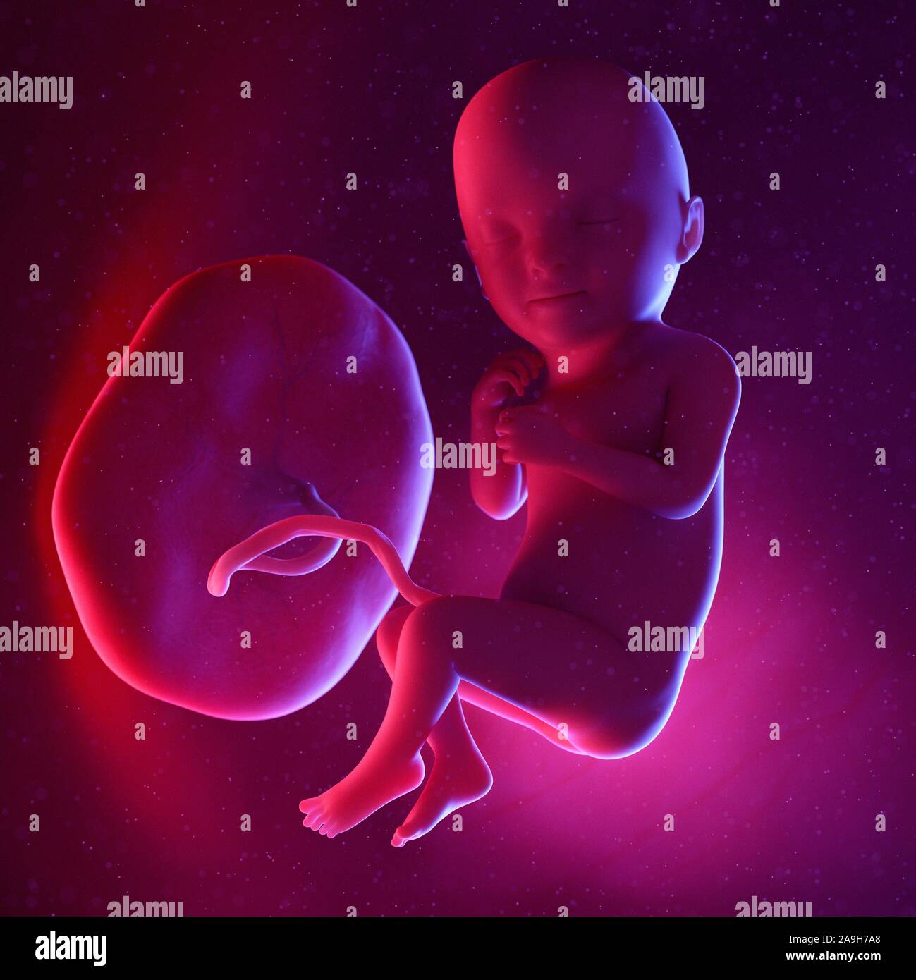 Fetus at week 33, illustration Stock Photo - Alamy