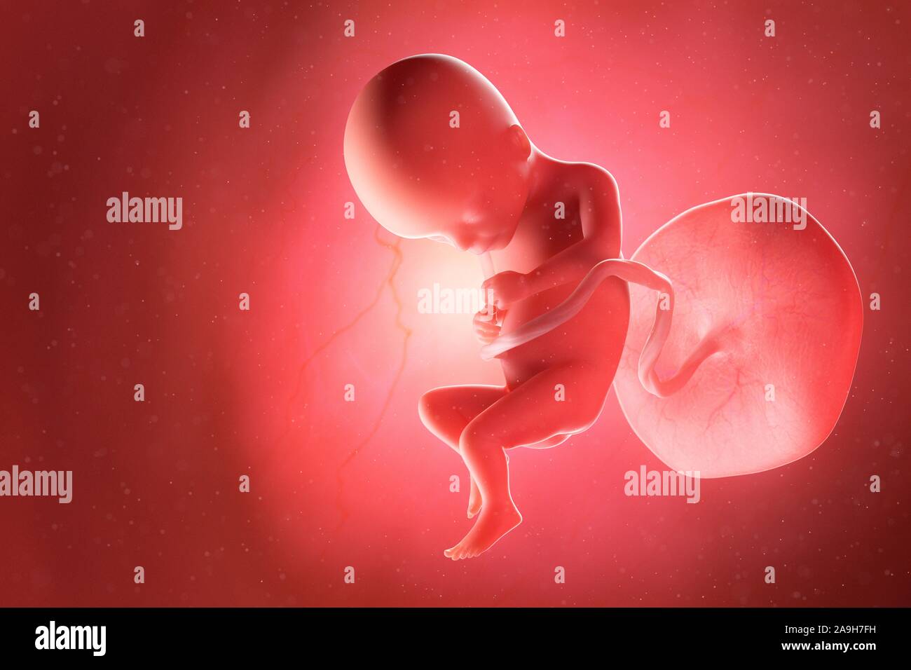 Fetus at week 17, illustration Stock Photo - Alamy