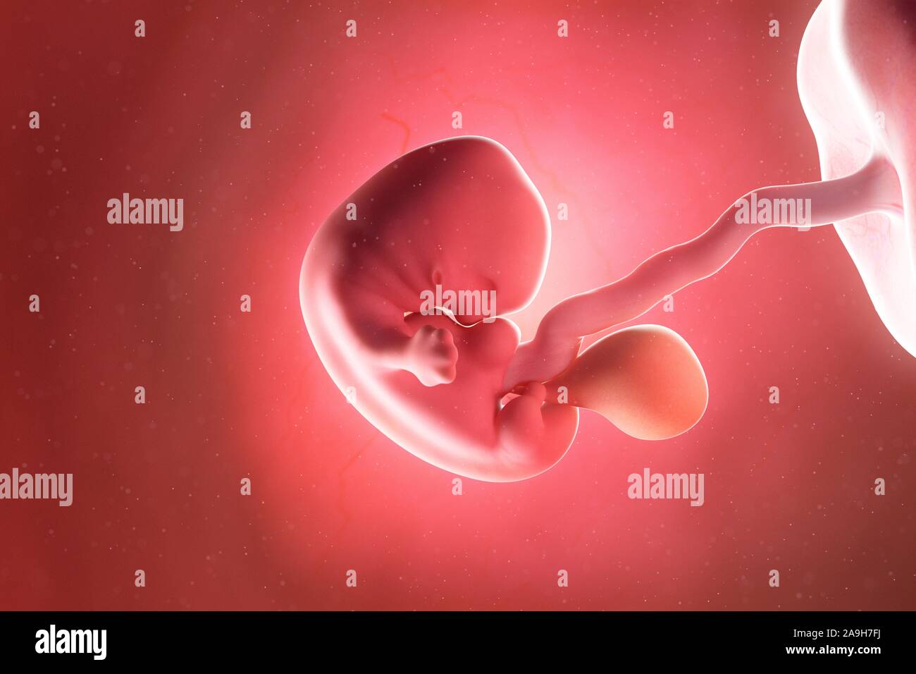 Fetus at week 7, illustration Stock Photo - Alamy