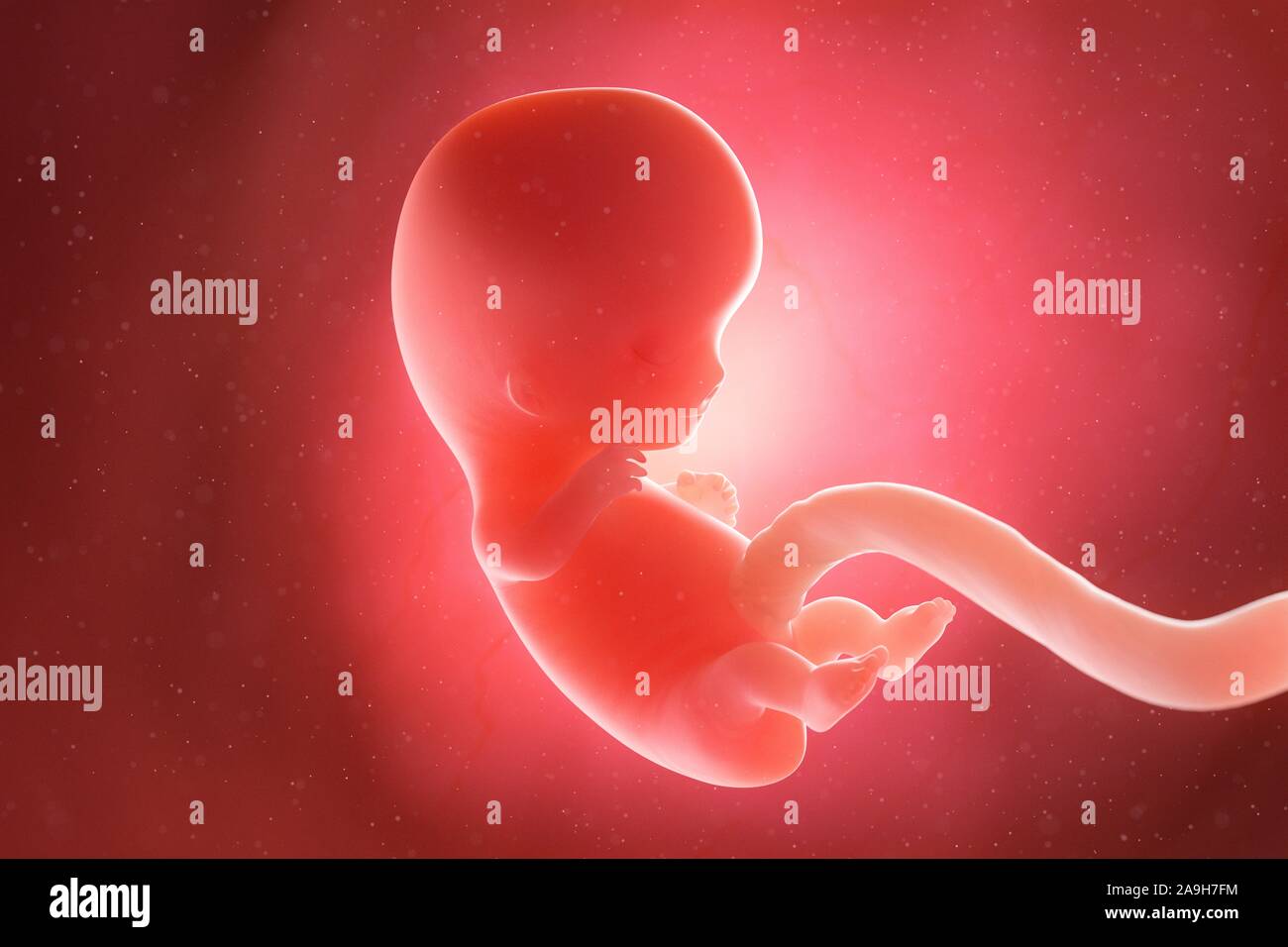 9 week embryo hi-res stock photography and images - Alamy