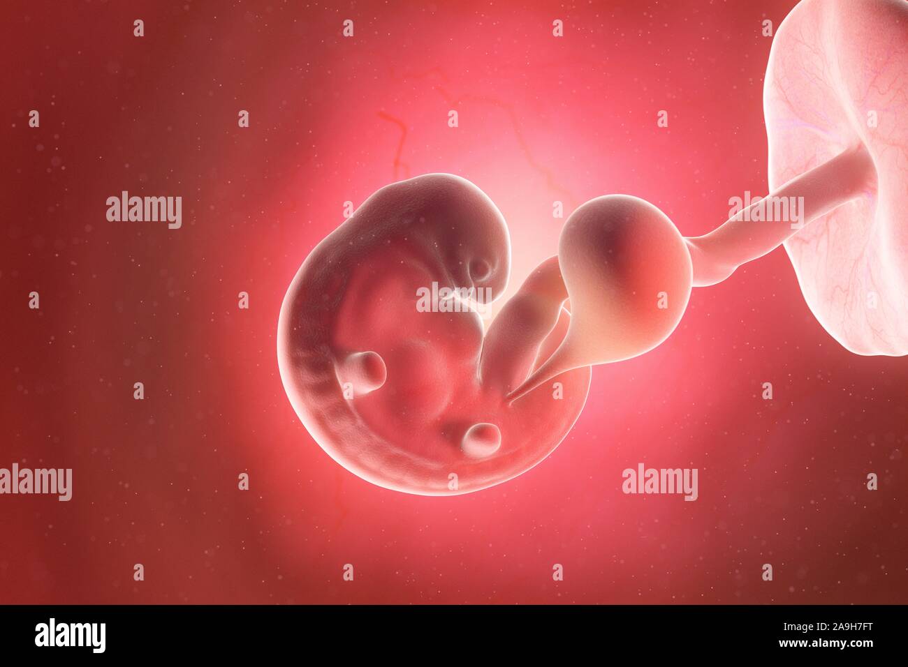 6 week fetus hi-res stock photography and images - Alamy
