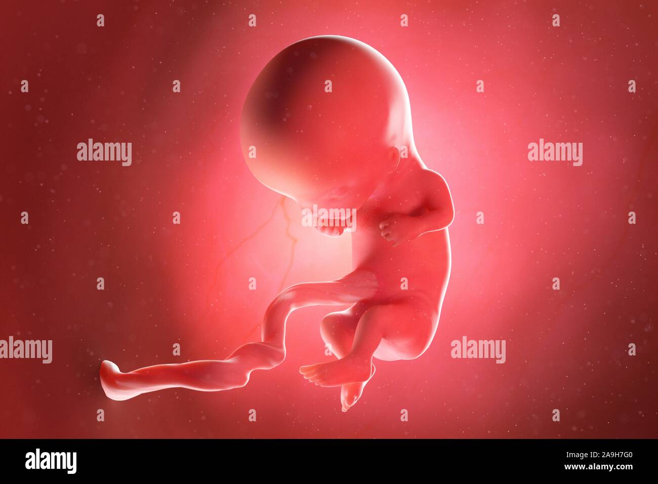 Fetus at week 11, illustration Stock Photo - Alamy