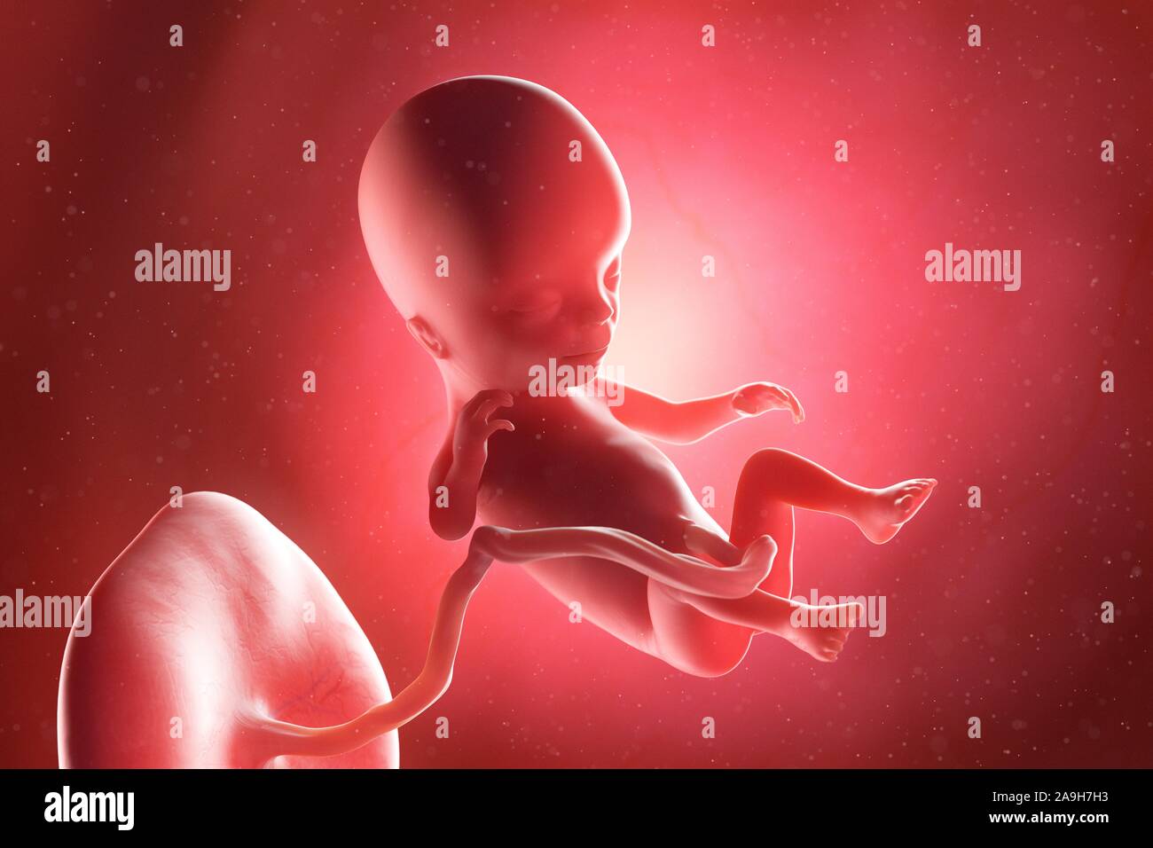 Fetus at week 14, illustration Stock Photo - Alamy