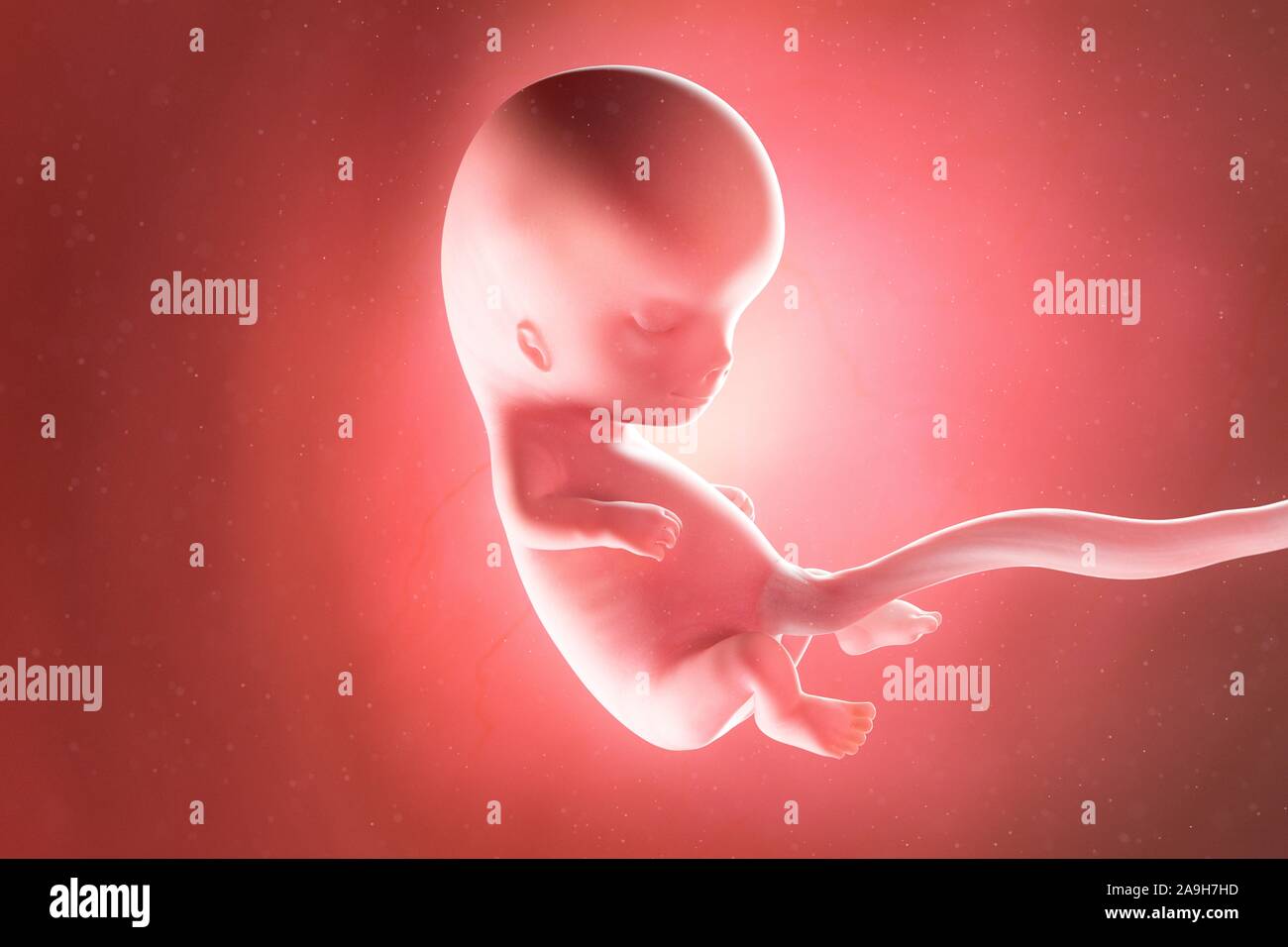 10 week embryo hi-res stock photography and images - Alamy