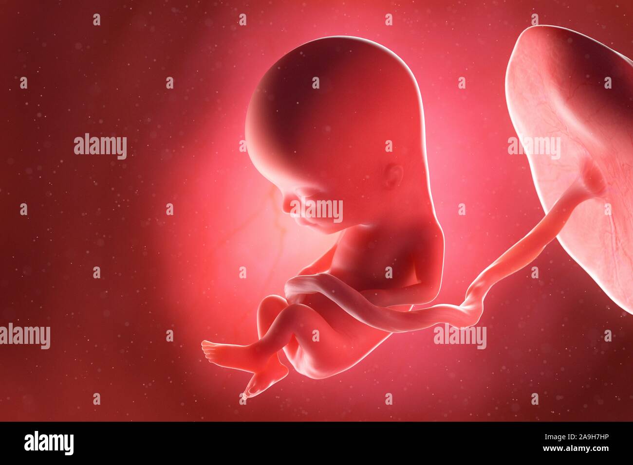 13 Week Fetus High Resolution Stock Photography and Images - Alamy