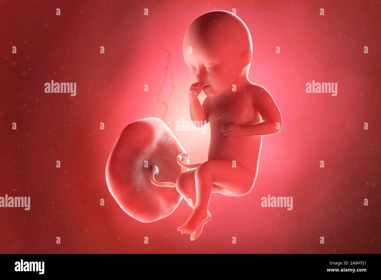 Fetus at week 34, illustration Stock Photo - Alamy