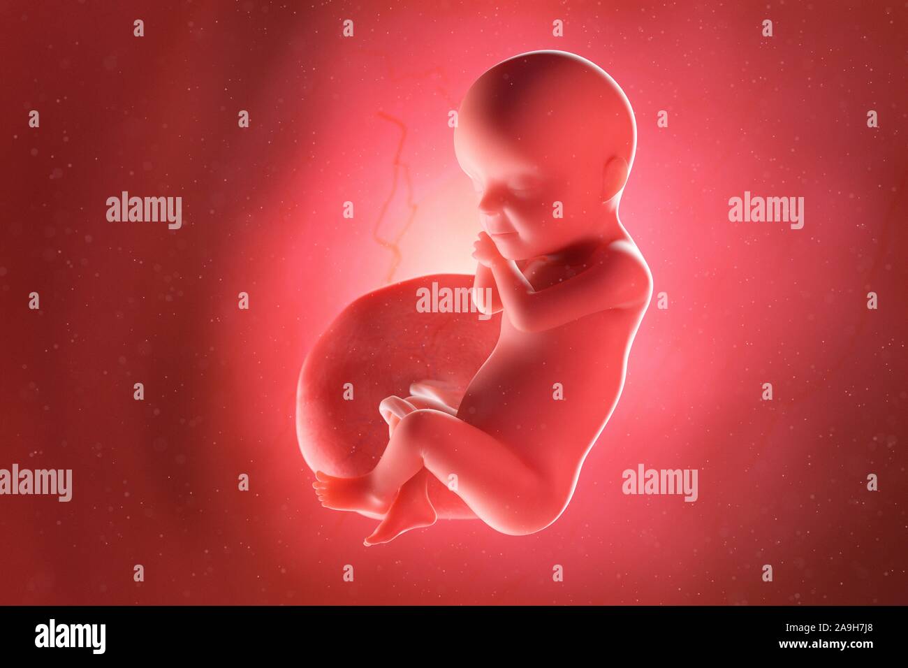 Week week 30 fetal development hi-res stock photography and images - Alamy