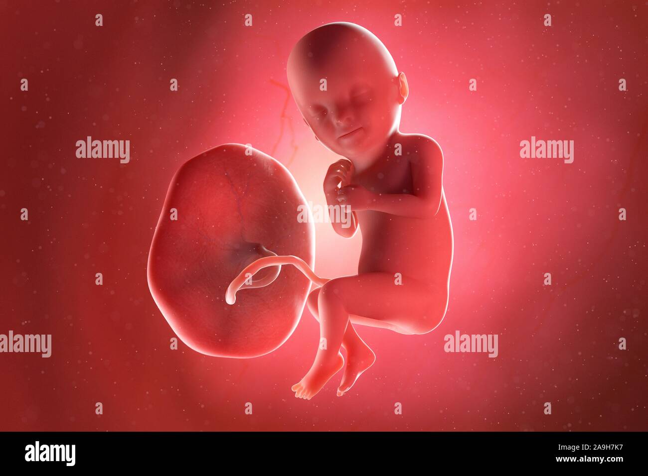Fetus at week 33, illustration Stock Photo - Alamy